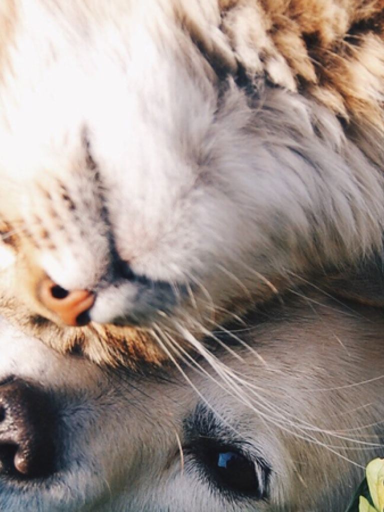 Houders van dieren | Vonk Houders van dieren | Vonk